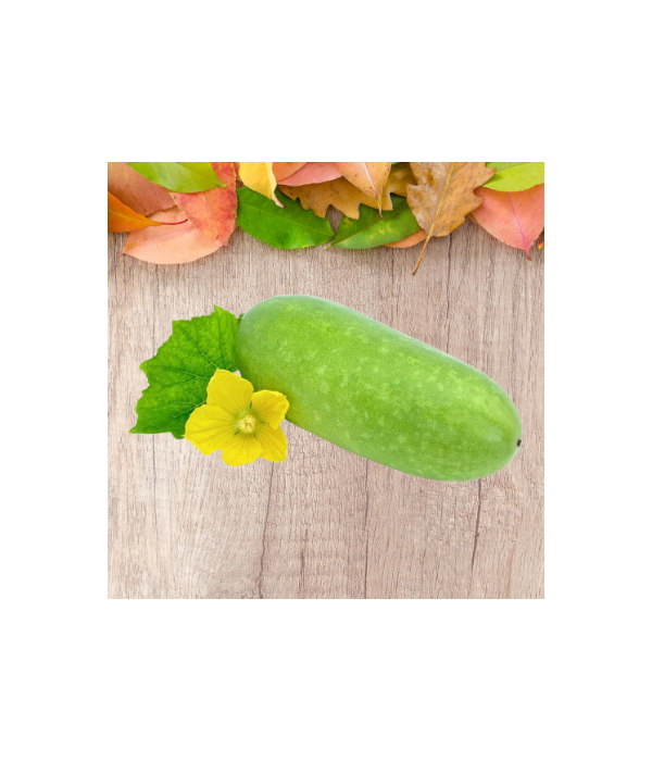 Wax gaurd ( jali kumra ) – Asien Supermarket